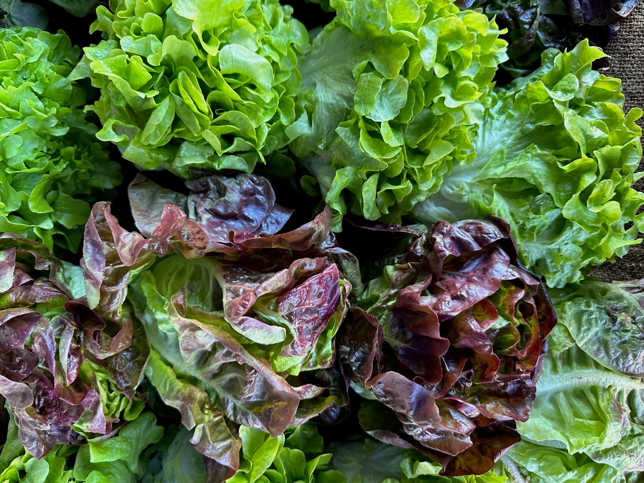 Lettuce: So Fresh and So Clean – The Ranch Table